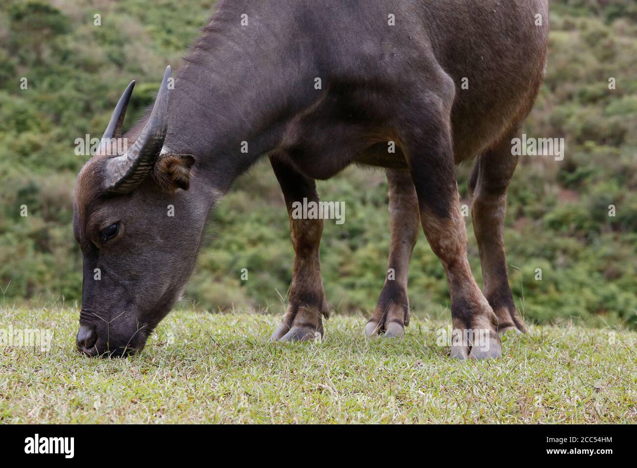 Wild cows in Qingtiangang, Taipei, Taiwan Stock Photo - Alamy