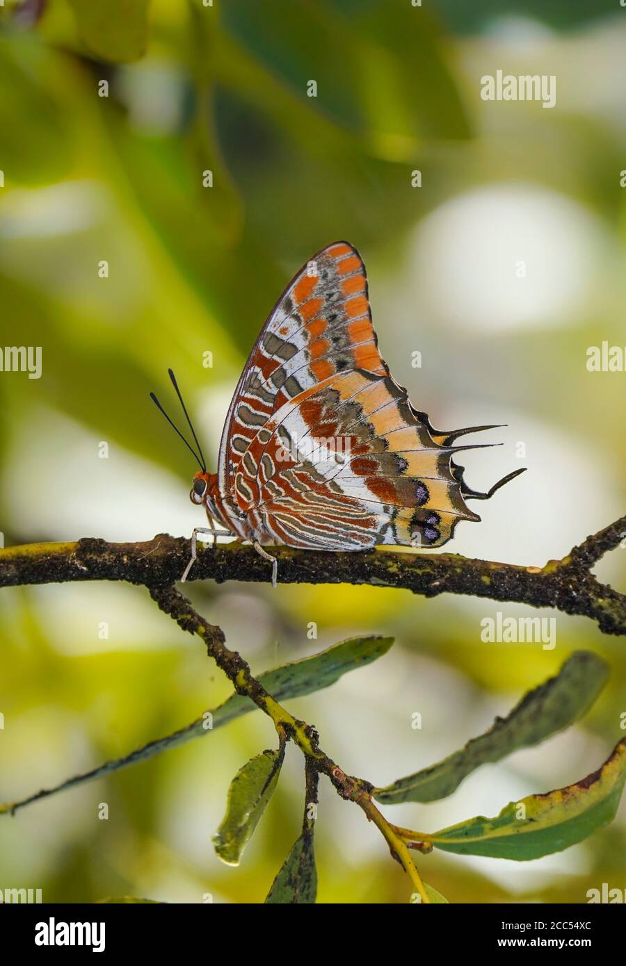 Two-tailed Pasha butterfly (Charaxes jasius) resting on a branch of Bay ...