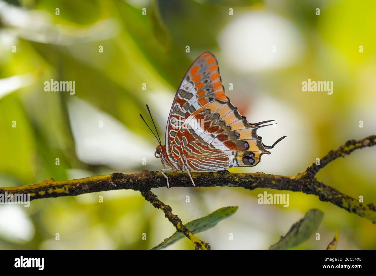 Two tailed pasha butterfly hi-res stock photography and images - Alamy