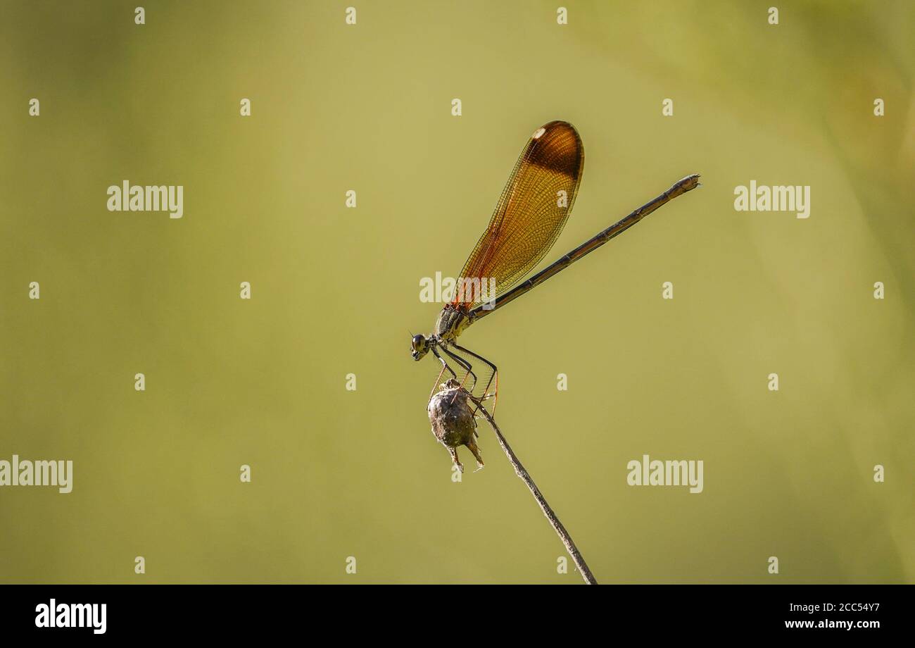 Copper Demoiselle damselfly "Calopteryx haemorrhoidalis", female, Spain Stock Photo - Alamy