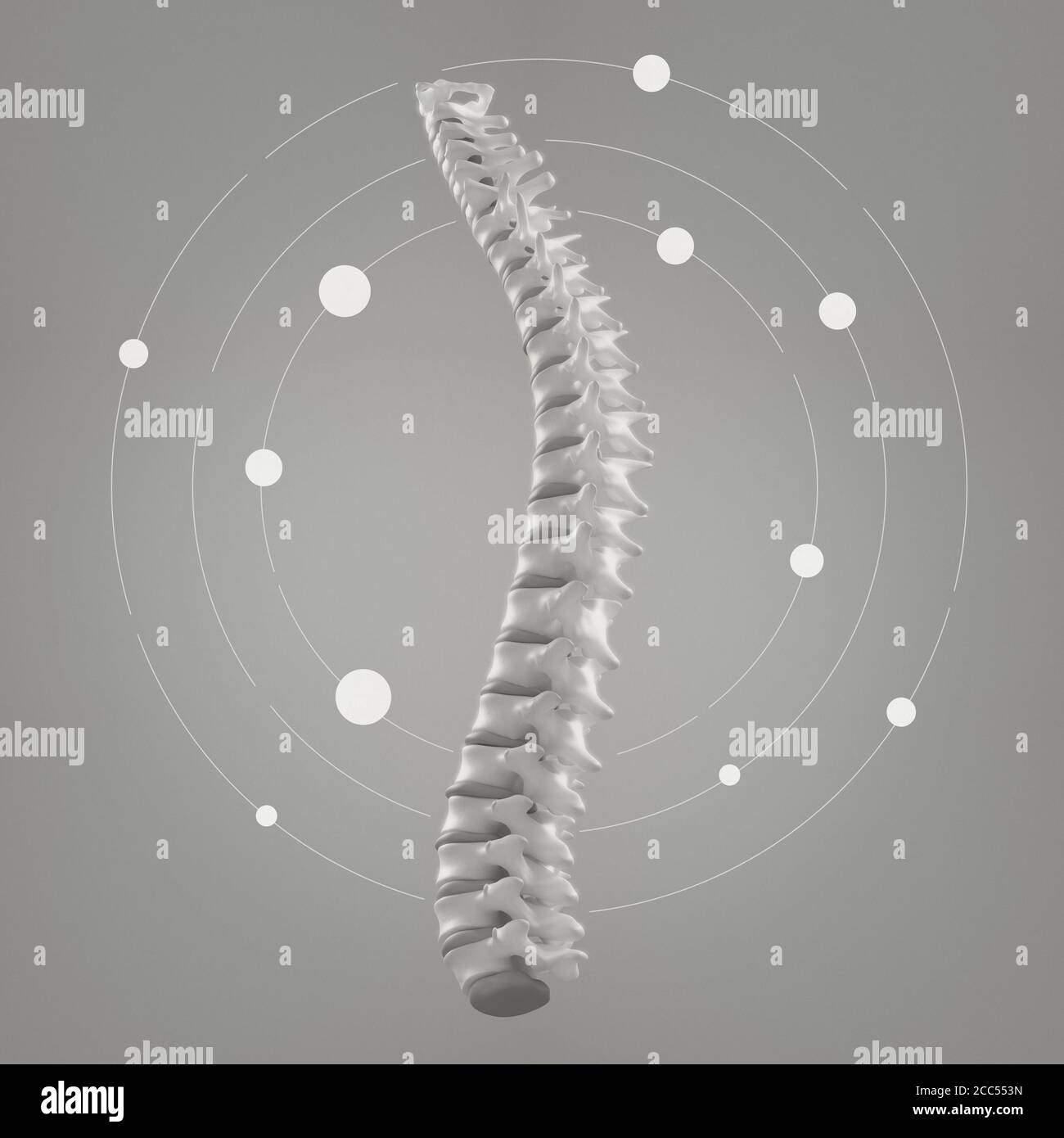 Anatomy illustration of isolated spine 3d illustration Stock Photo - Alamy