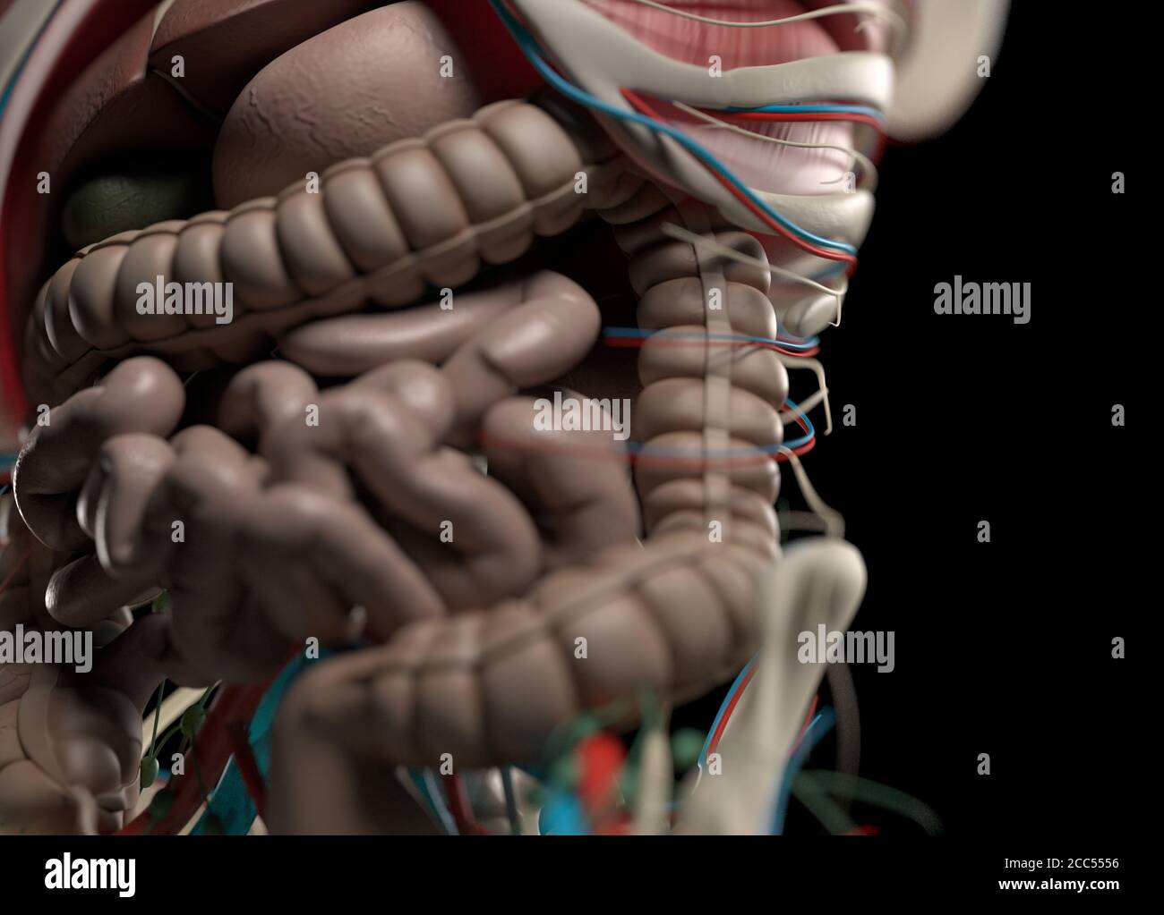 Anatomy illustration of human vascular system. Muscular, skeletal. 3D ...