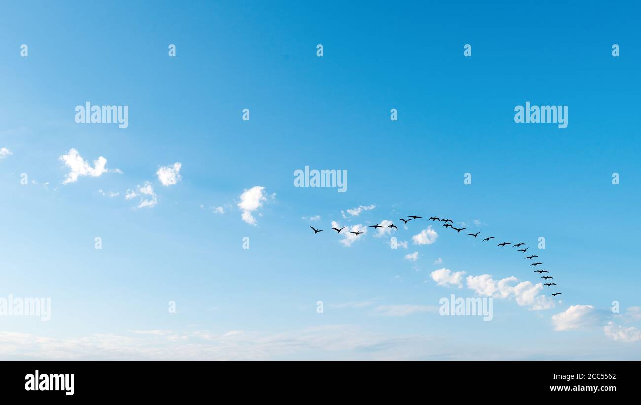 A flock of migratory birds in the blue sky Stock Photo - Alamy
