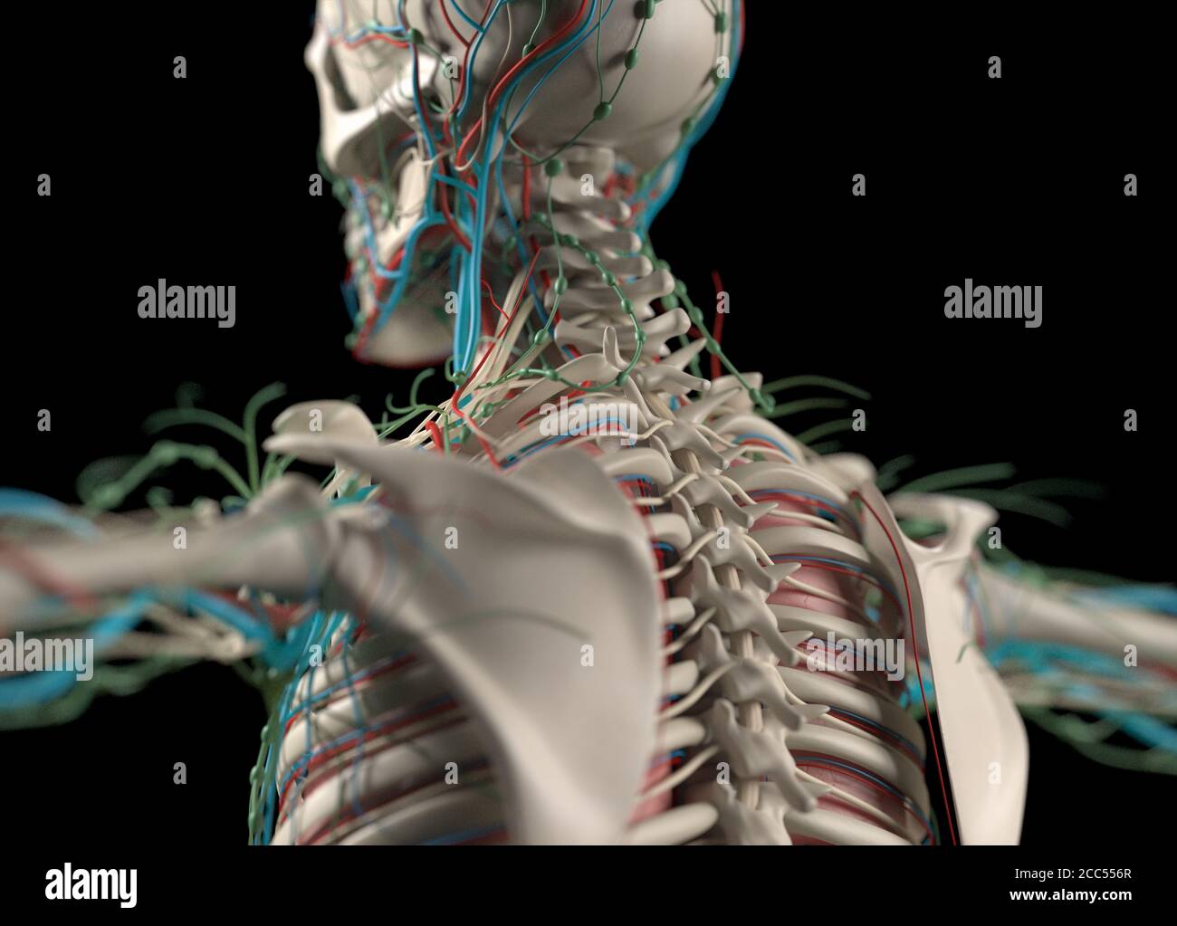 Anatomy illustration of human vascular system. Shoulders, neck, head ...