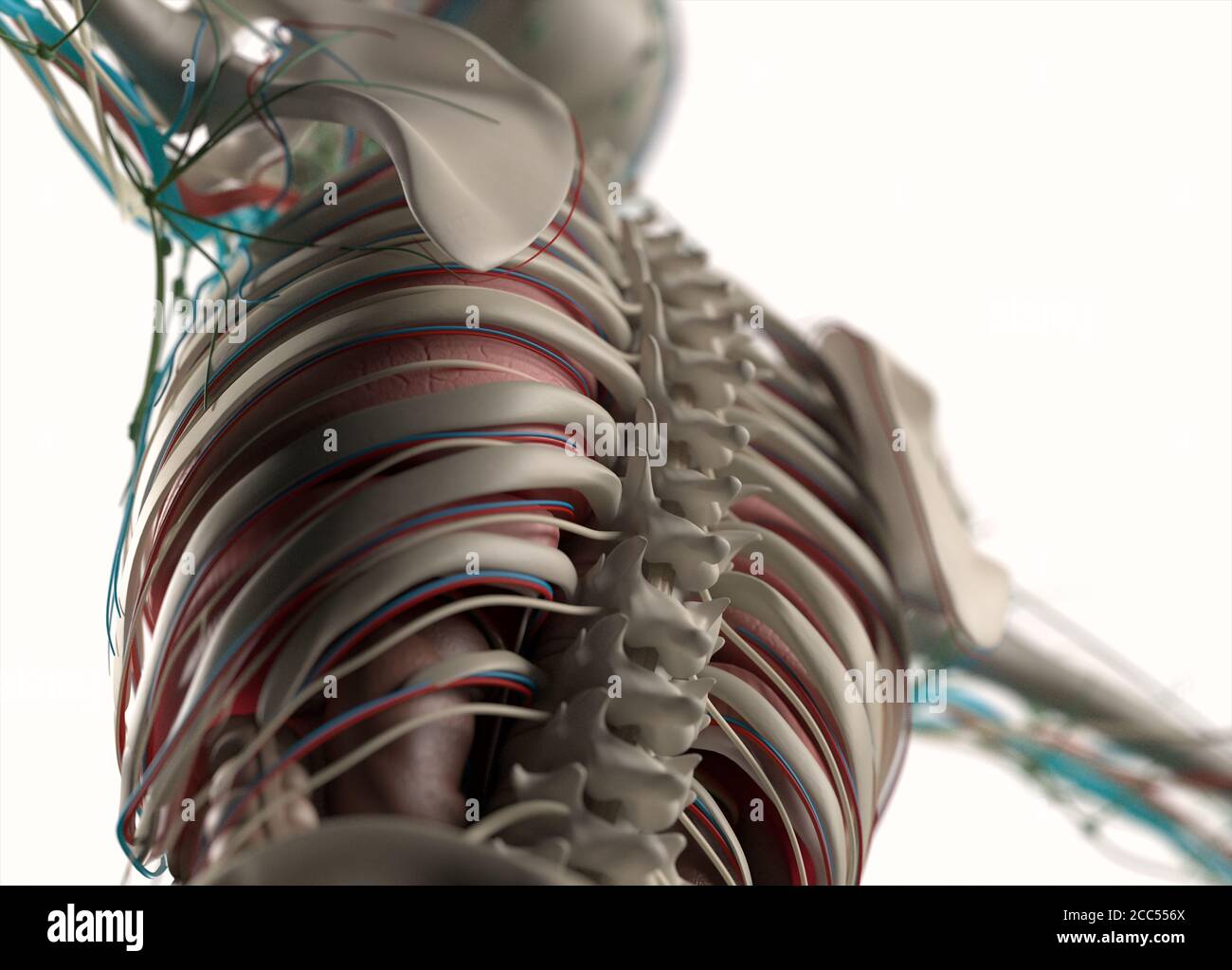 Anatomy illustration of human vascular system. Shoulders, neck, head ...