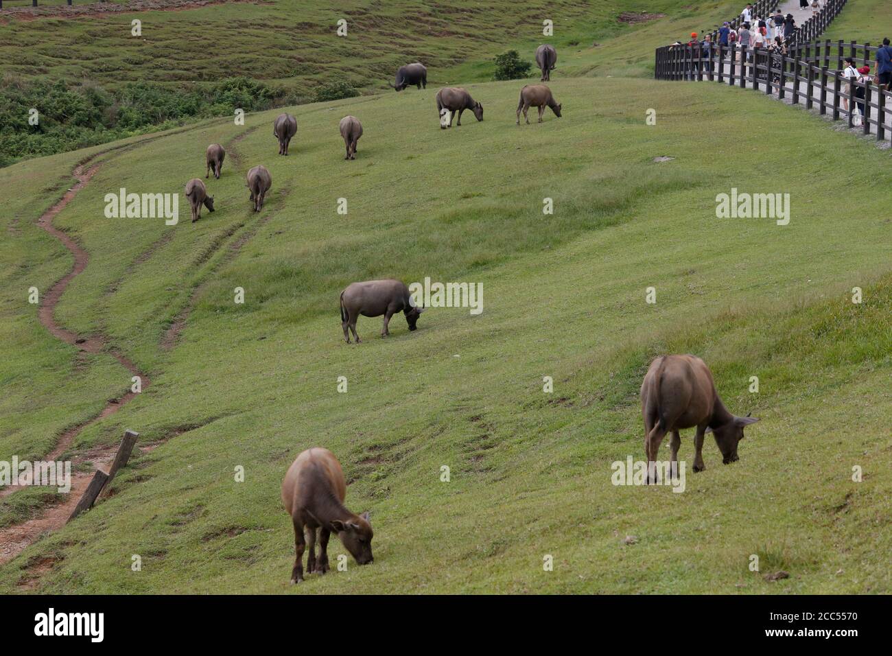 Wild cows in Qingtiangang, Taipei, Taiwan Stock Photo - Alamy
