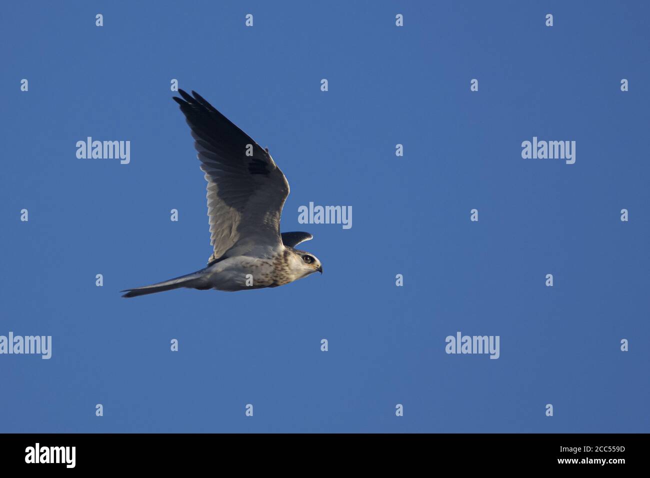 White-tailed kite (Elanus leucurus) in flight against a clear blue sky ...