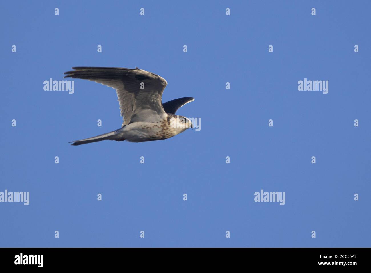 White-tailed kite (Elanus leucurus) in flight against a clear blue sky ...