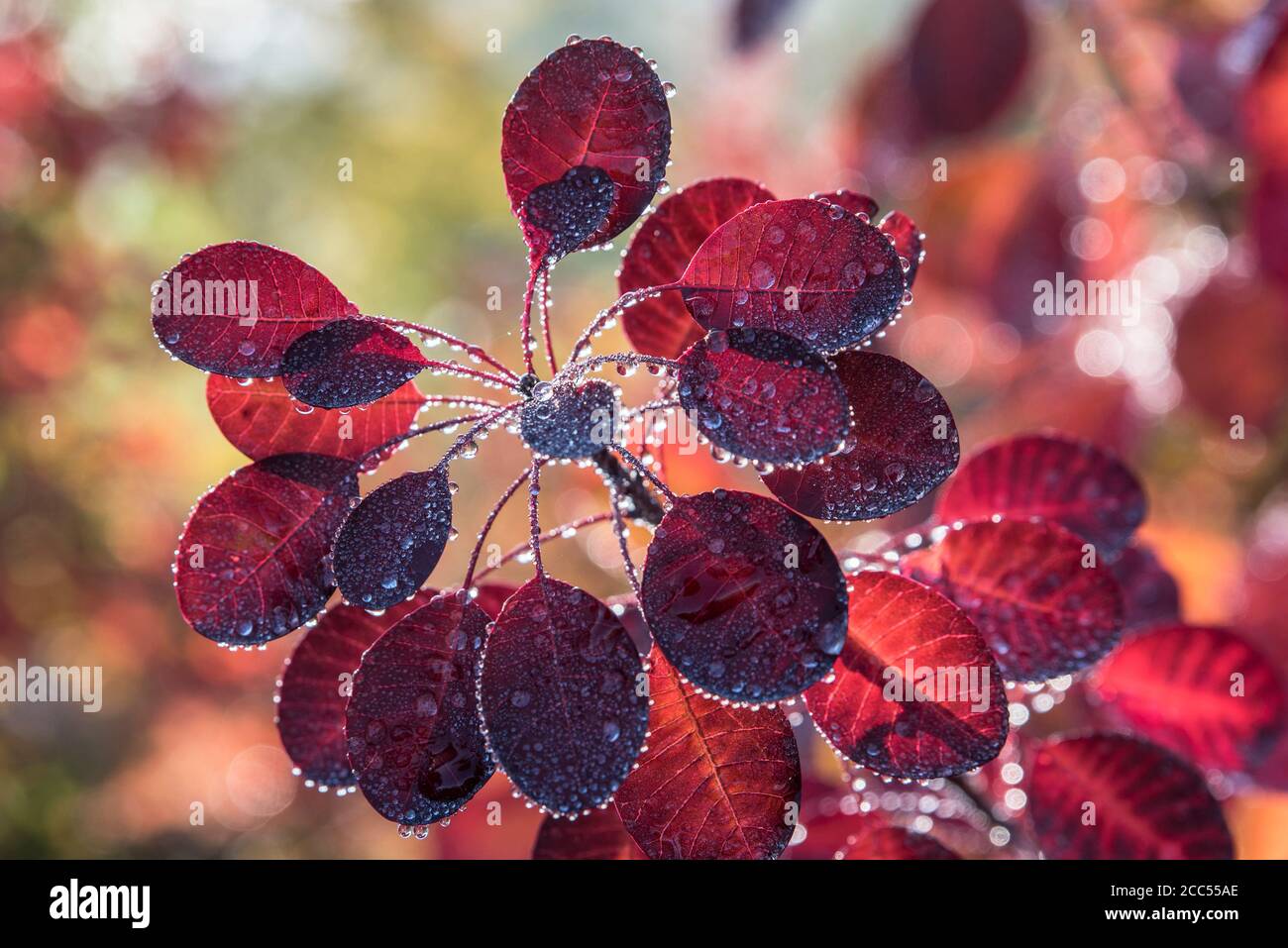 backlight of sun through the droplets of water Stock Photo - Alamy