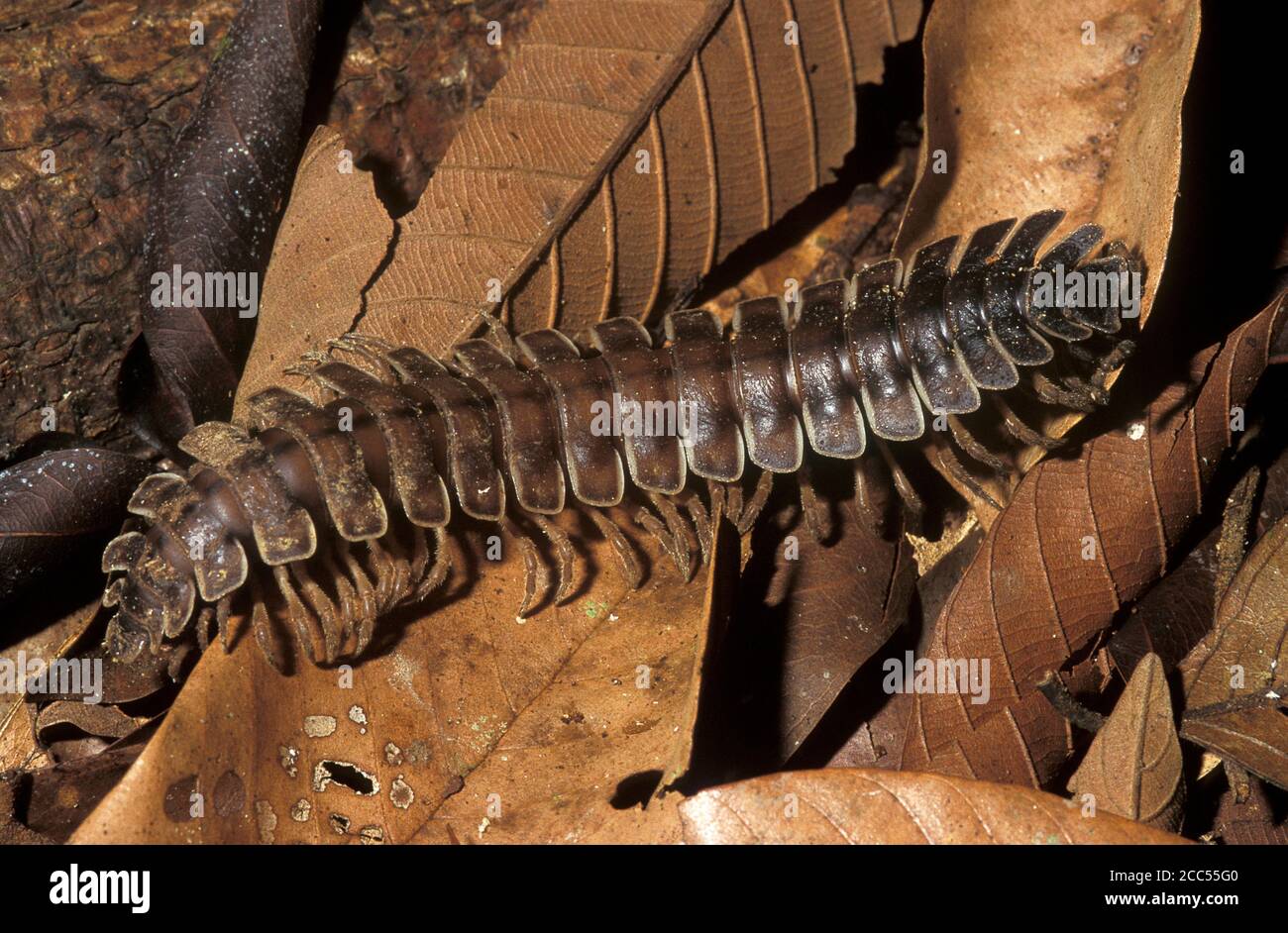 Tractor Millipede, (Barydesmus sp) on rainforest floor, Sabah, Borneo ...