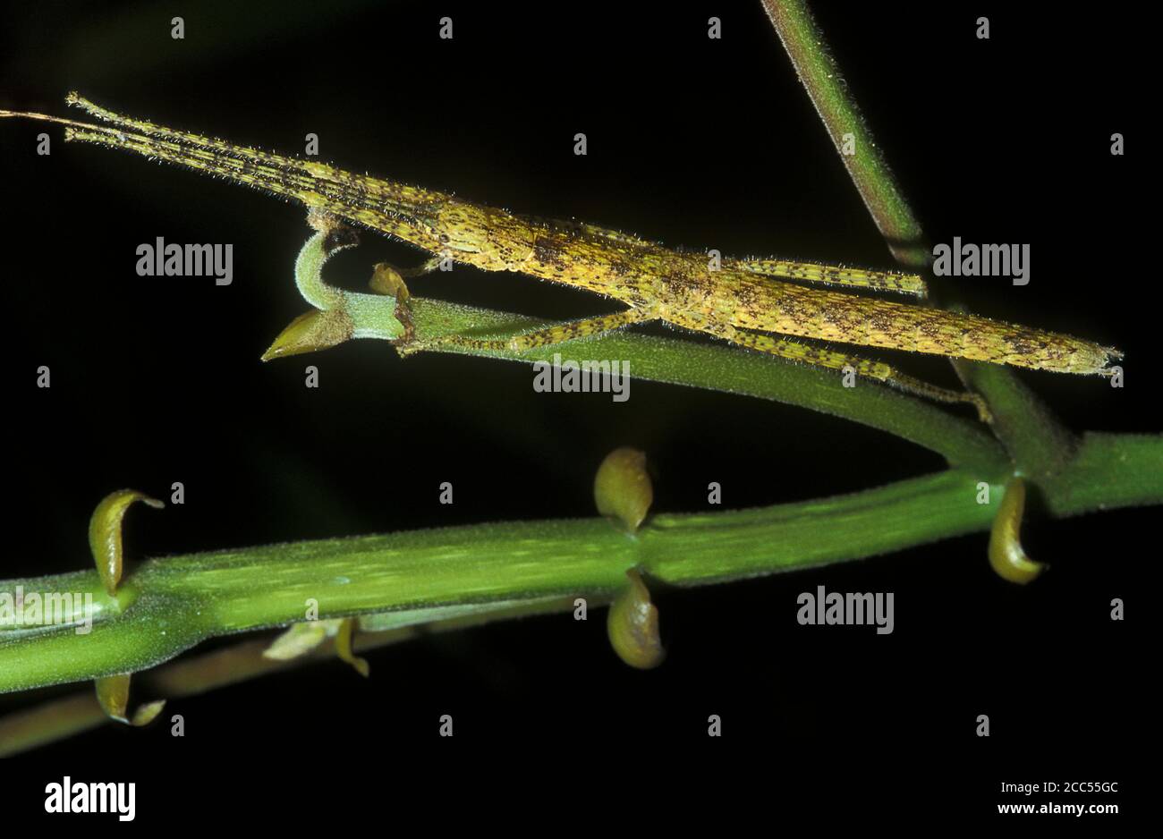 Tropical rainforest stick insect hi-res stock photography and images ...