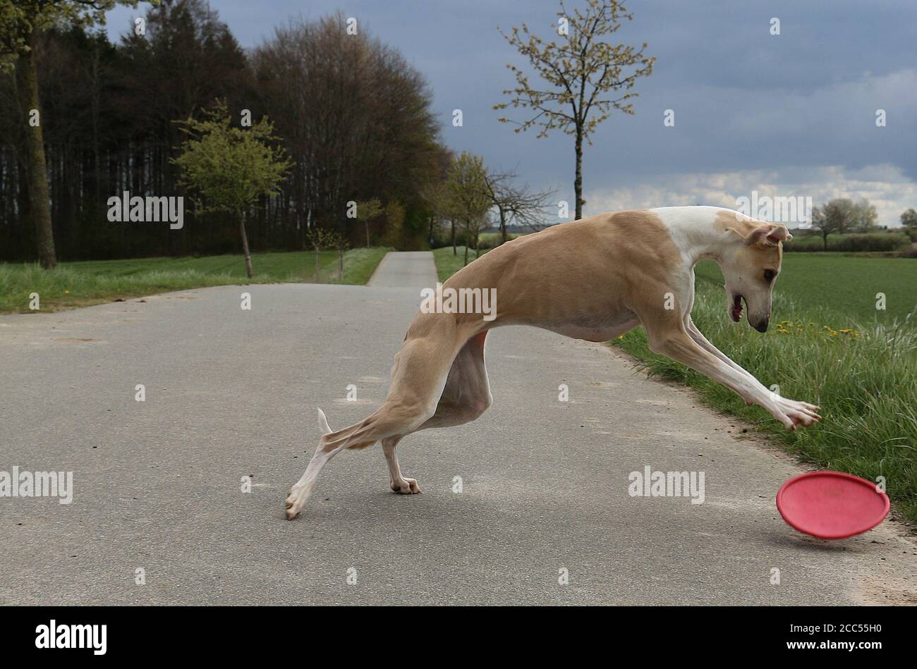 Funny hound dog playing frisbee in a park at daytime Stock Photo - Alamy