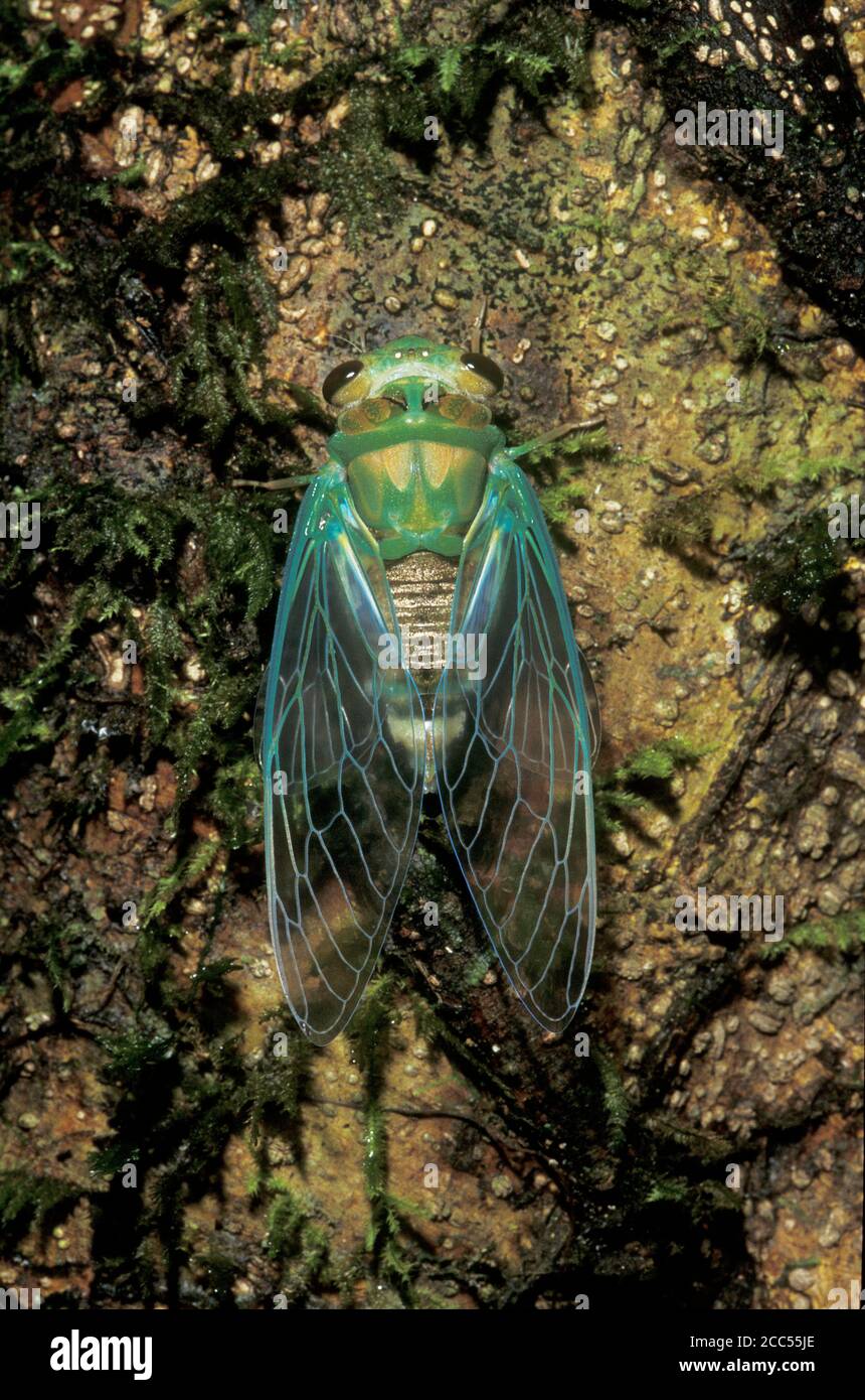 Family cicadidae hi-res stock photography and images - Alamy