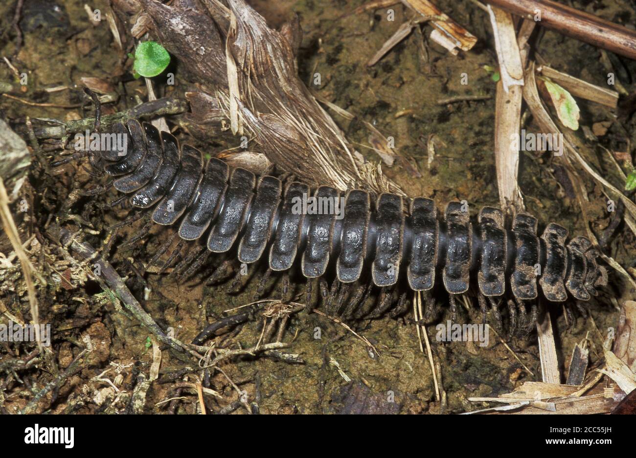 Tractor Millipede, (Barydesmus sp) on rainforest floor, Sabah, Borneo ...