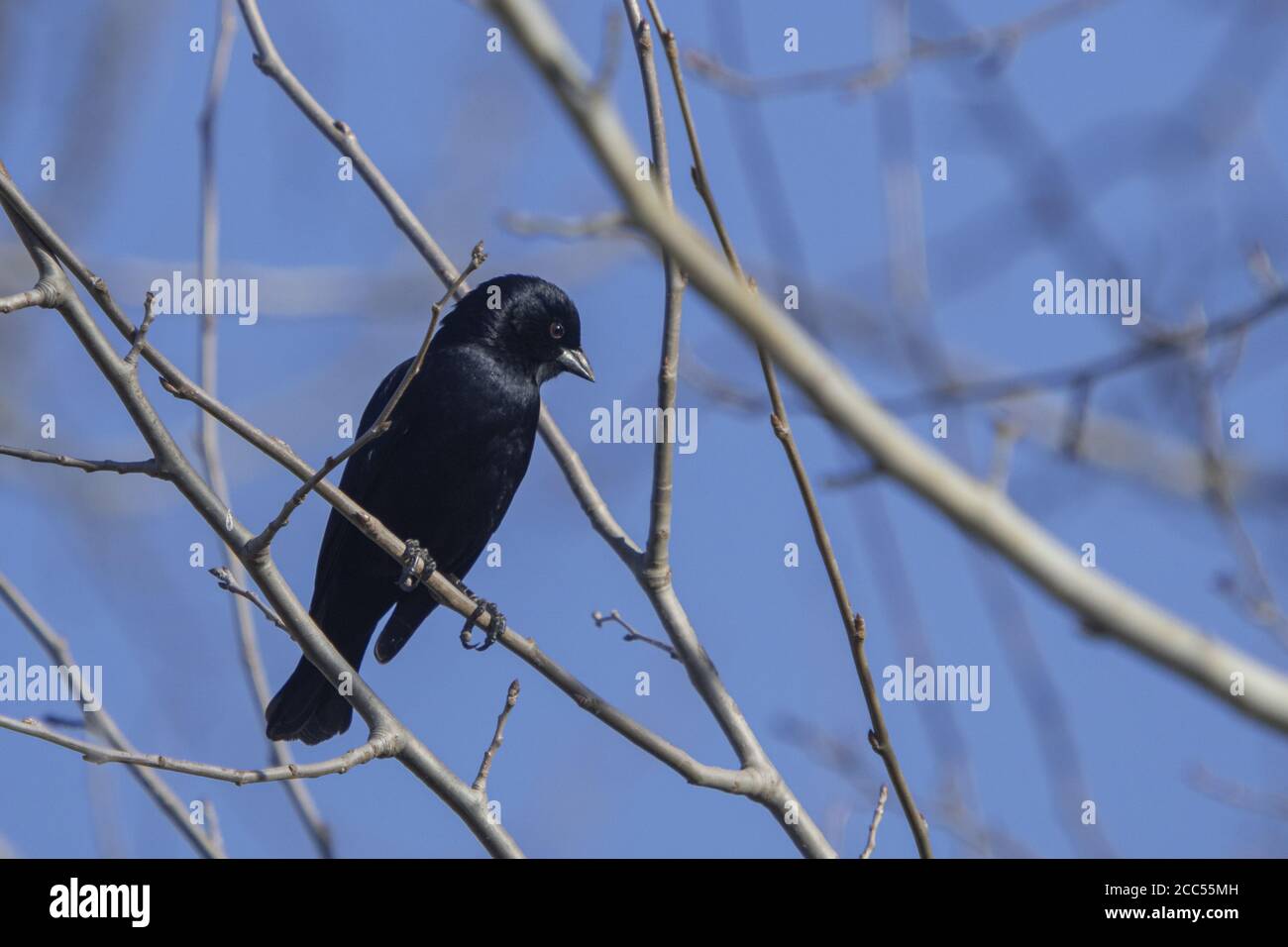 Screaming cowbird hi-res stock photography and images - Alamy