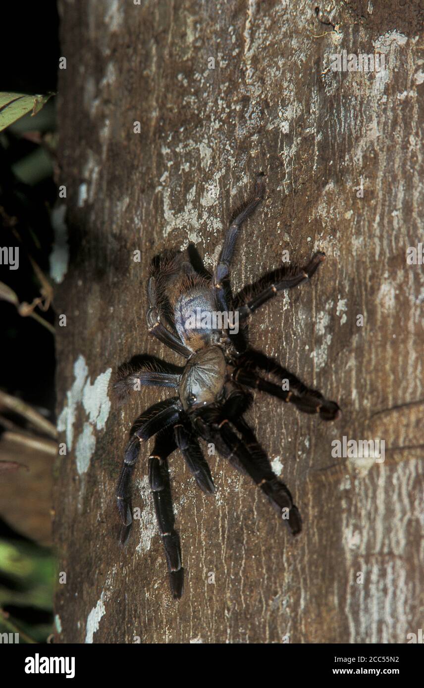 Tarantula spider, (Lampropelma nigerrimum), Danum Valley Conservation ...