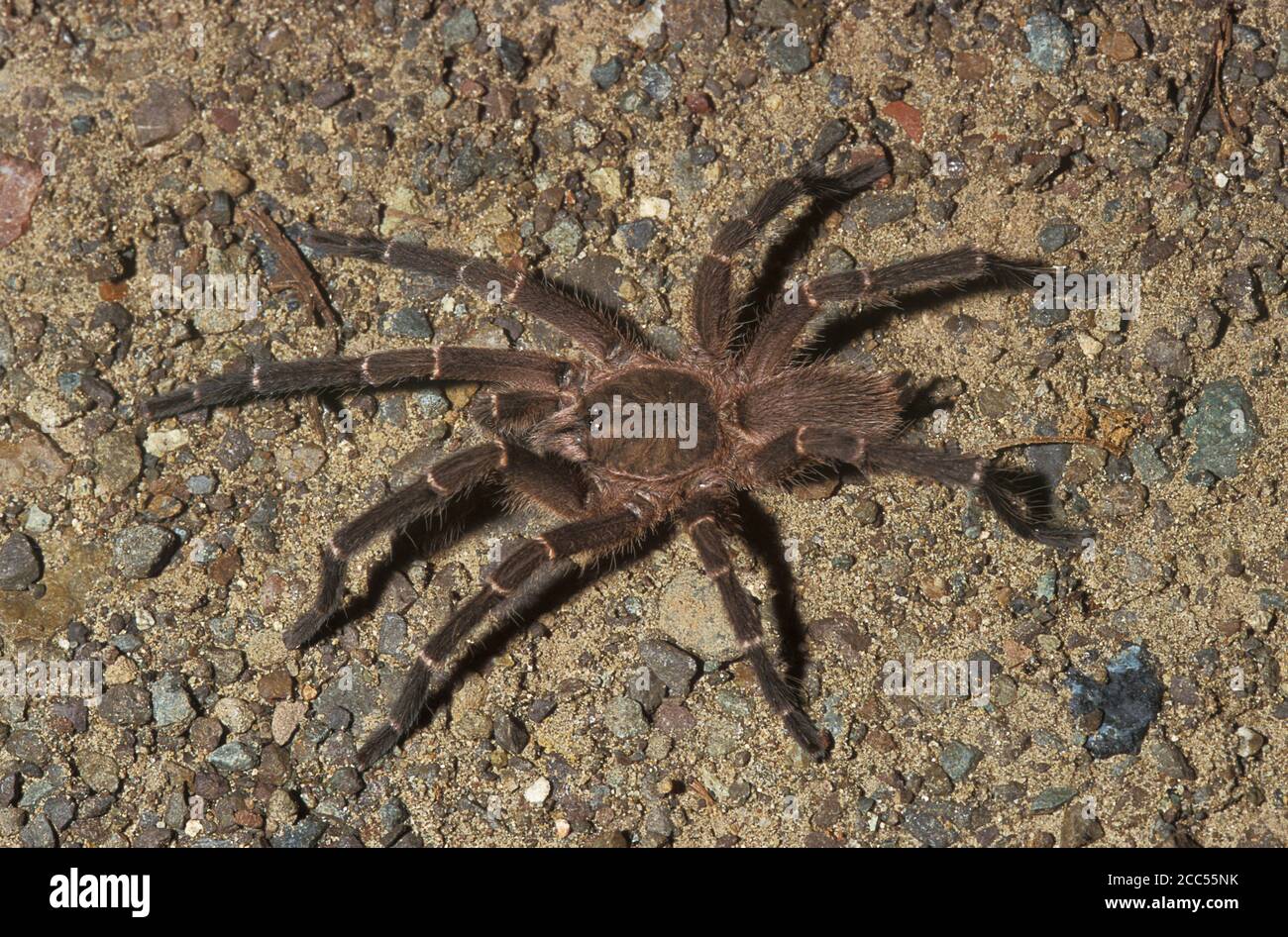 Tarantula, (Phlogiellus obscurus), on forest floor, Sabah, Borneo Stock ...