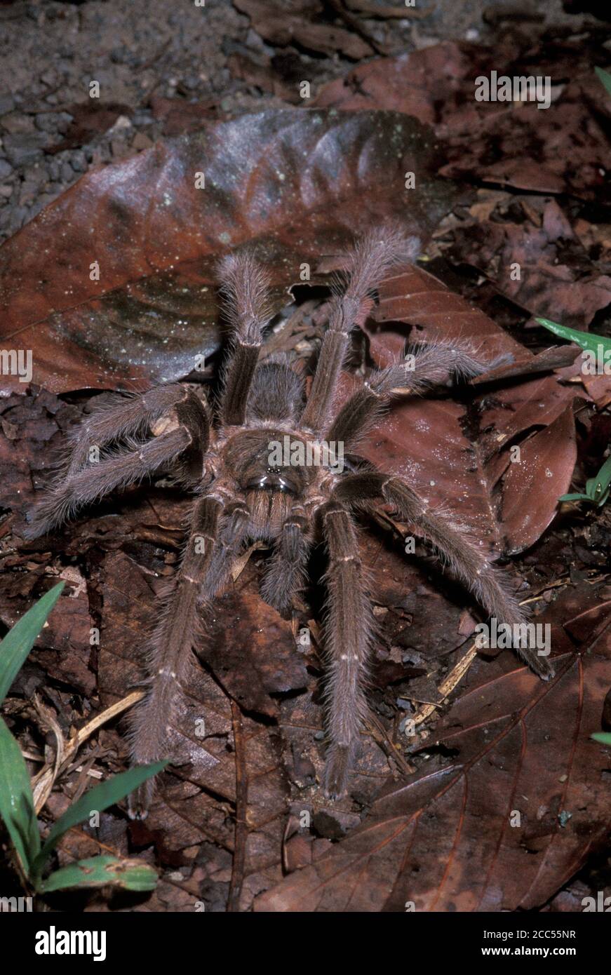 Tarantula, (Phlogiellus obscurus), on forest floor, Sabah, Borneo Stock ...
