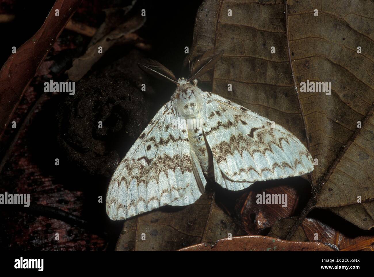 Moth, (Lymantria species), on leaves at night, Sabah, Borneo Stock ...