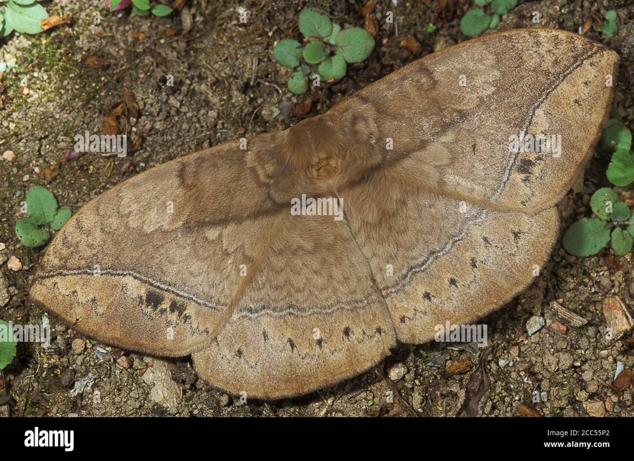 Leaf Moth (Amblychia species), camouflaged on tree trunk, Sabah, Borneo ...