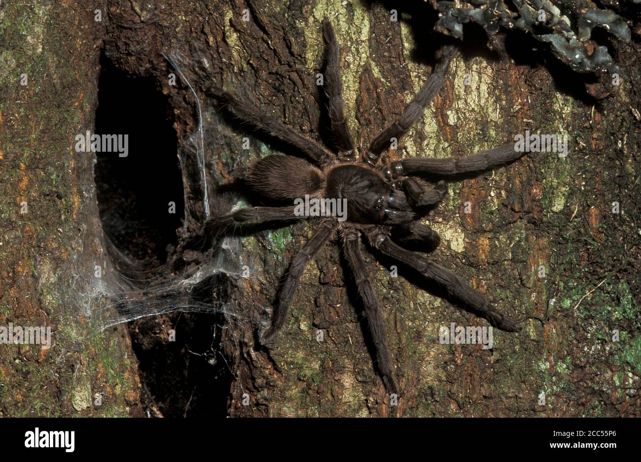 Black Tarantula, (Phlogiellus species), by tree burrow at night, Sabah ...