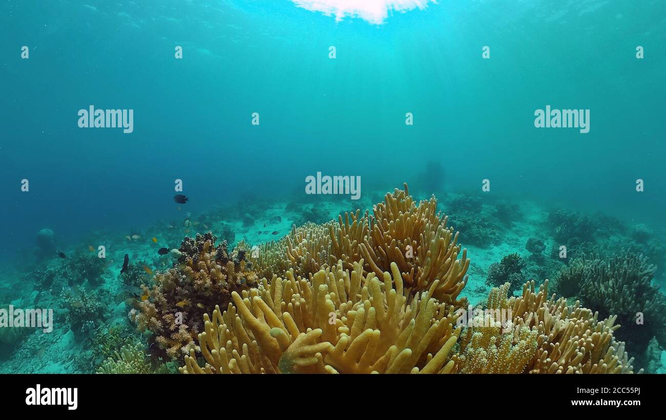 Sealife, Diving near a coral reef. Beautiful colorful tropical fish on ...