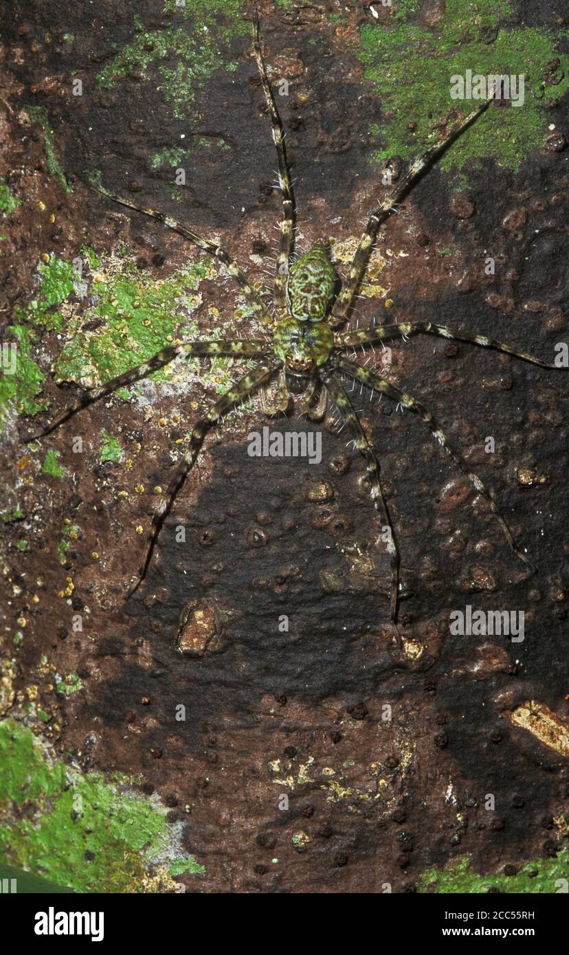 Tree trunk huntsman spider hi-res stock photography and images - Alamy