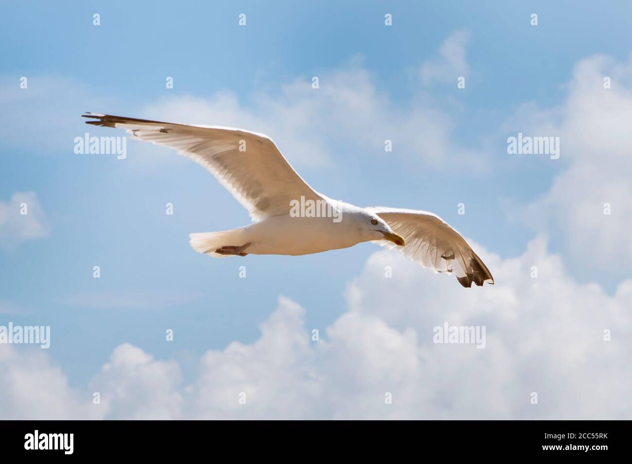 Seagull in flight high above hi-res stock photography and images - Alamy