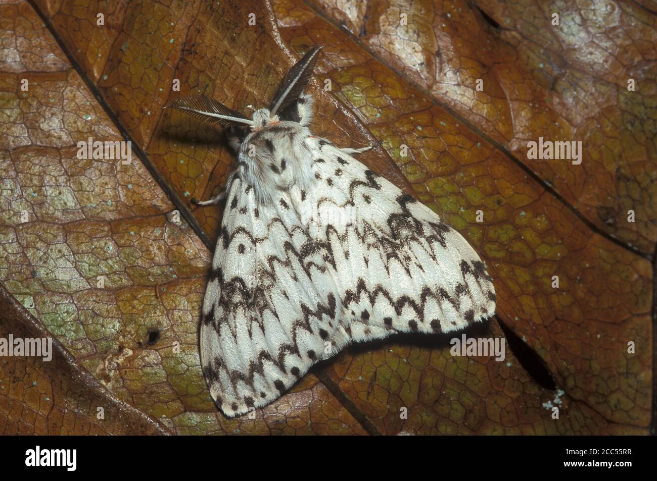 Moth, (Lymantria species), on leaves at night, Sabah, Borneo Stock ...