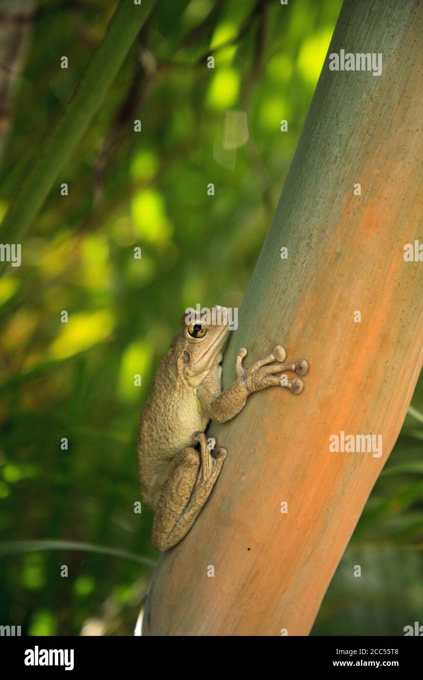 Cuban Tree Frog Osteopilus septentrionalis hangs on an areca palm in ...