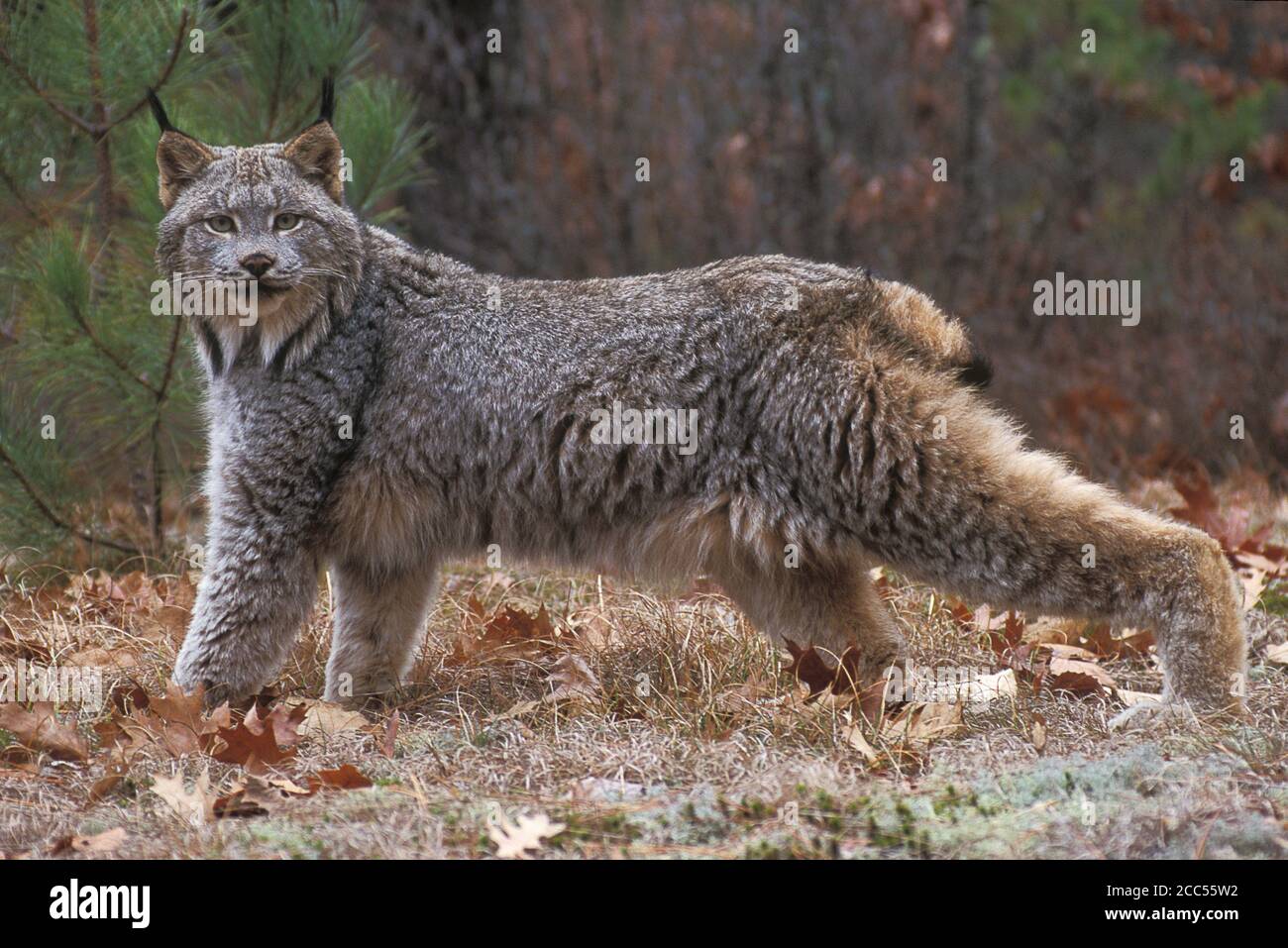Lynx (Lynx canadensis) Minnesota, USA, controlled situation Stock Photo ...