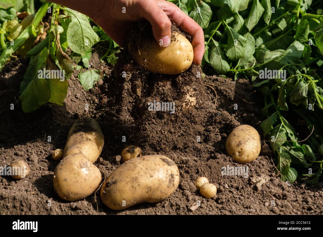 Male Hand Lifting And Holding A Fresh Organic Potato From Soil During ...