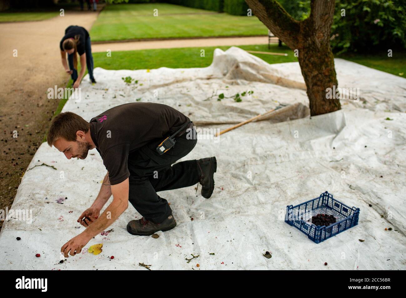 Harvesting the mulberry crop using traditional methods the warm hi-res ...