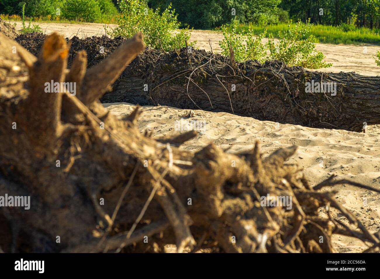 Dead Tree Roots On Beach High Resolution Stock Photography and Images ...