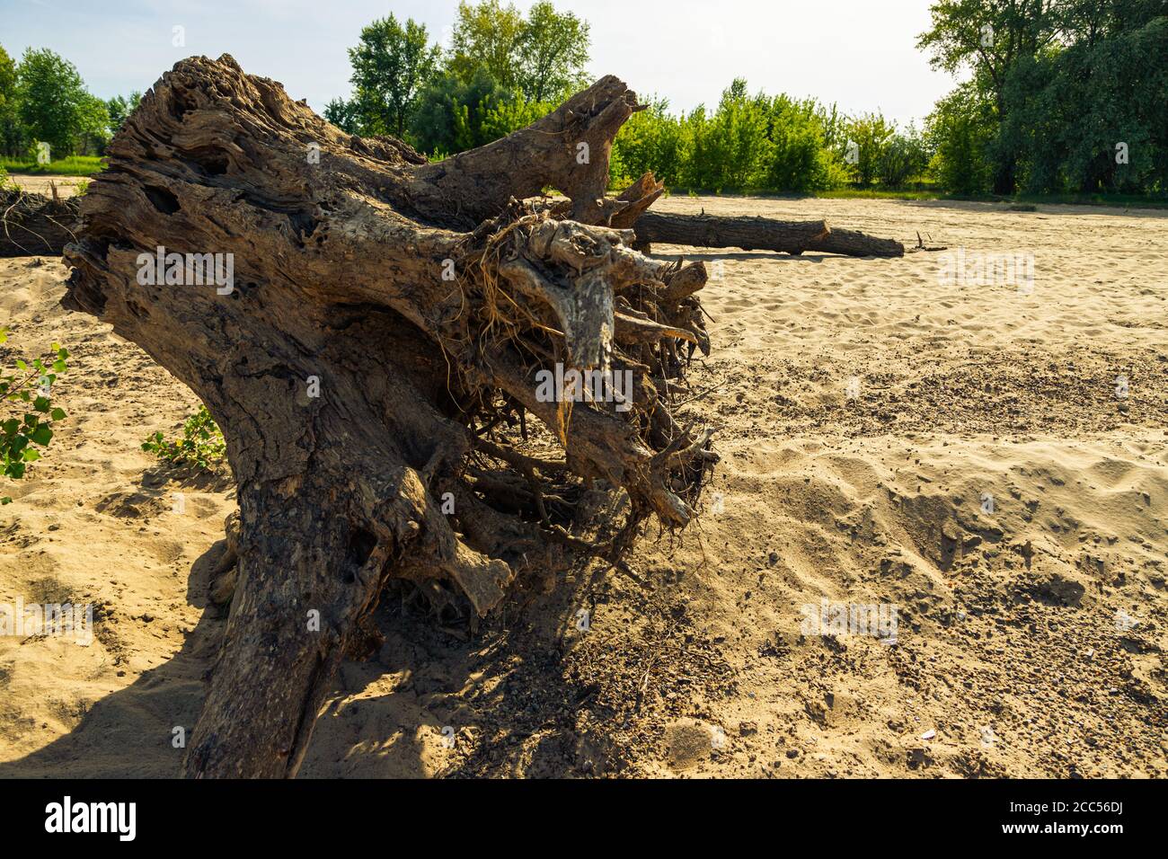 Dead, fallen tree lying on the beach Stock Photo - Alamy