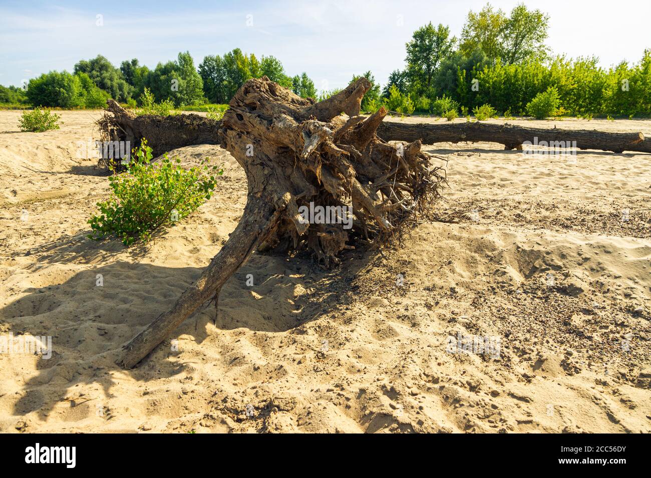 Dead, fallen tree lying on the beach Stock Photo - Alamy
