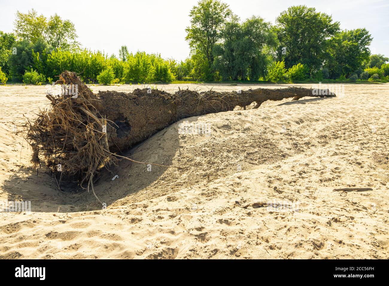 Dead tree trunk white hi-res stock photography and images - Alamy