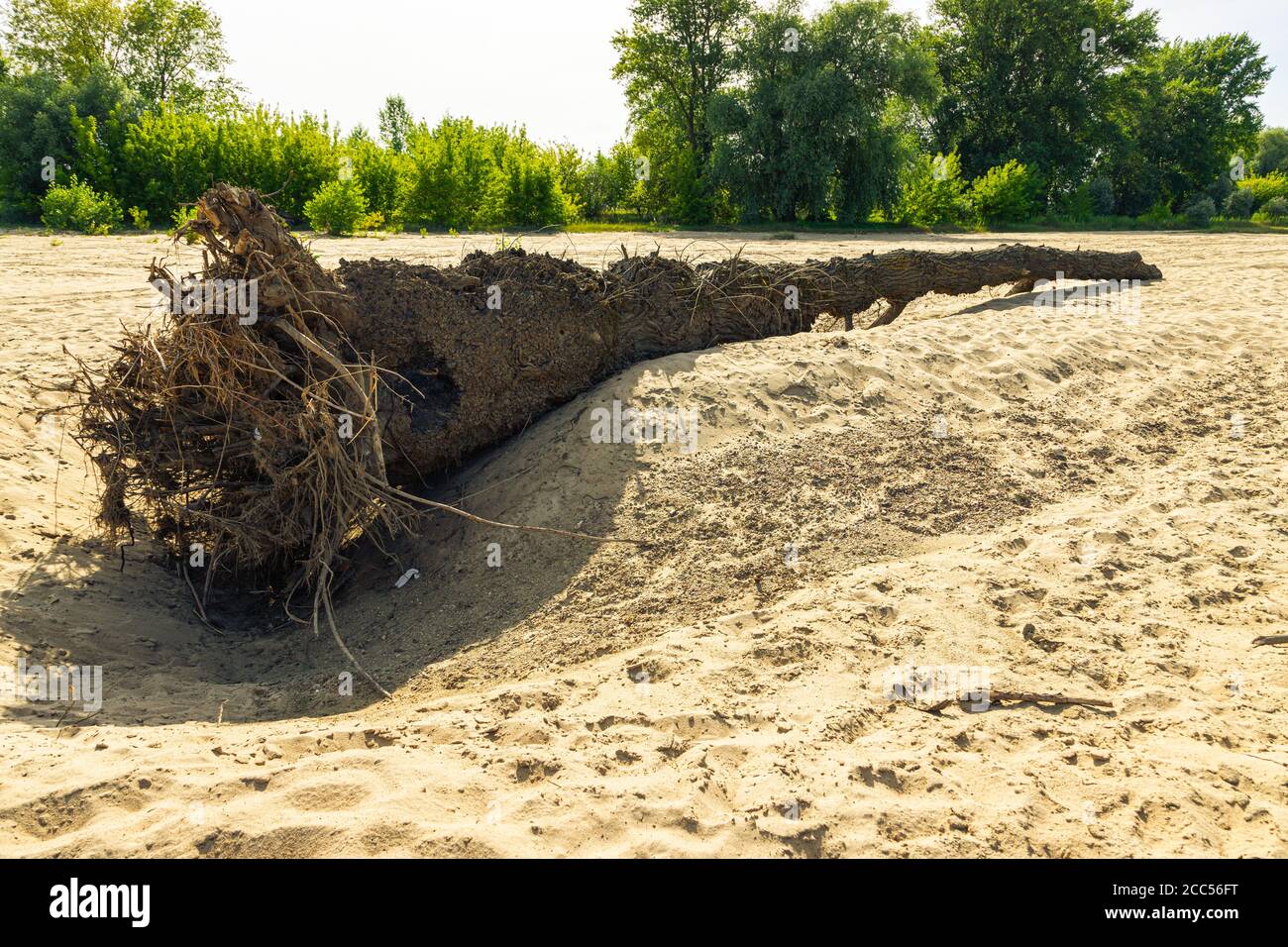 Dead, fallen tree lying on the beach Stock Photo - Alamy