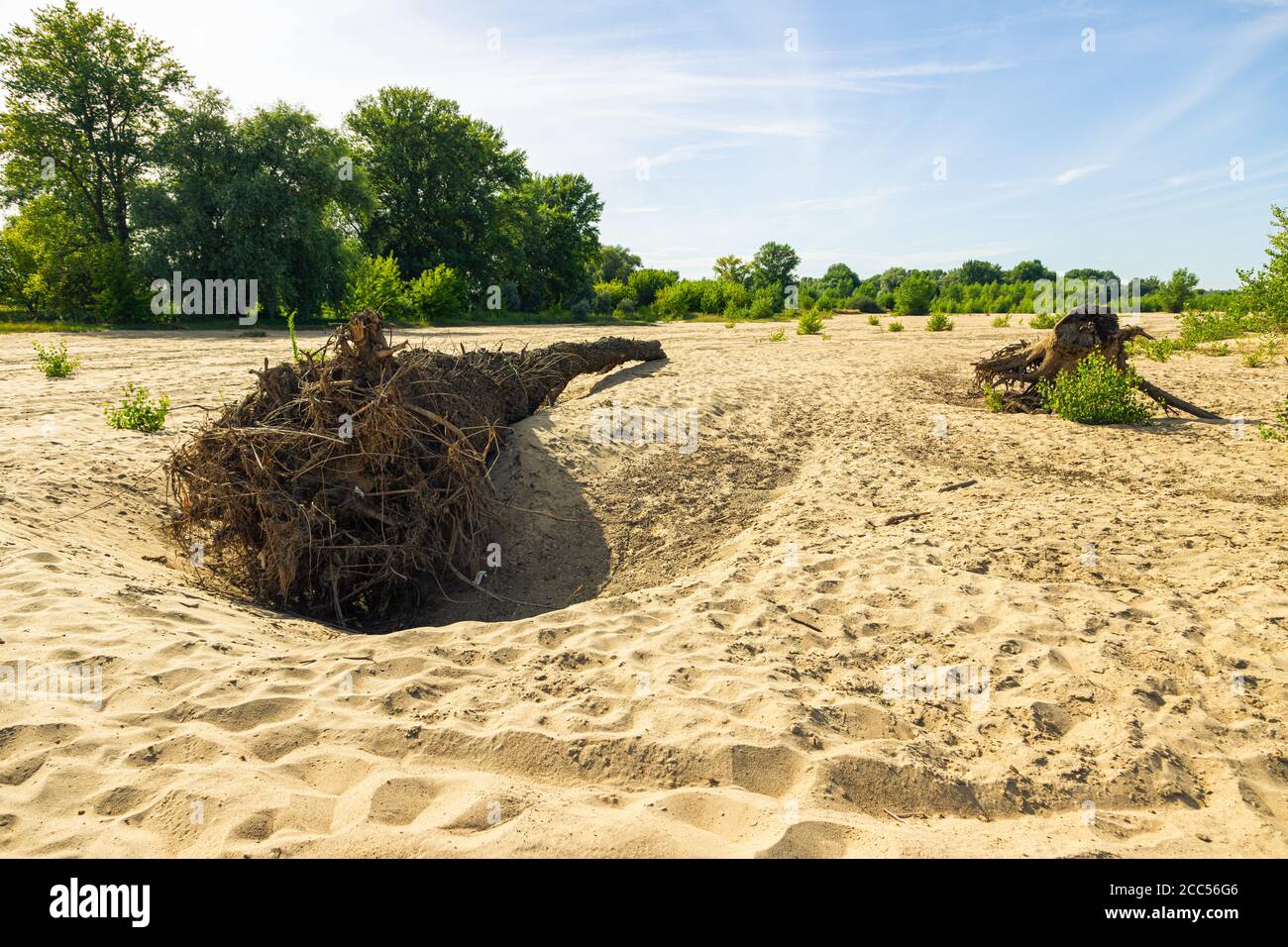 Dead, fallen tree lying on the beach Stock Photo - Alamy