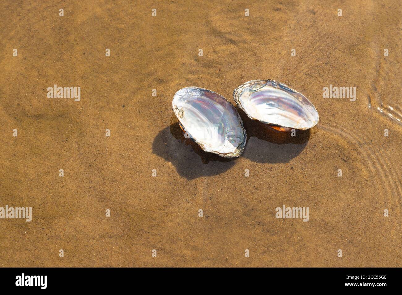 Open Seashells High Resolution Stock Photography and Images - Alamy