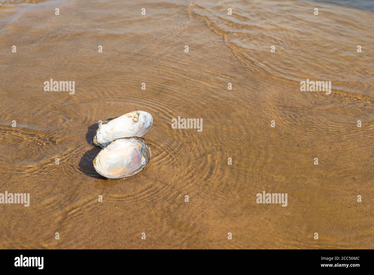 White, open seashell lying on the beach in the water Stock Photo - Alamy