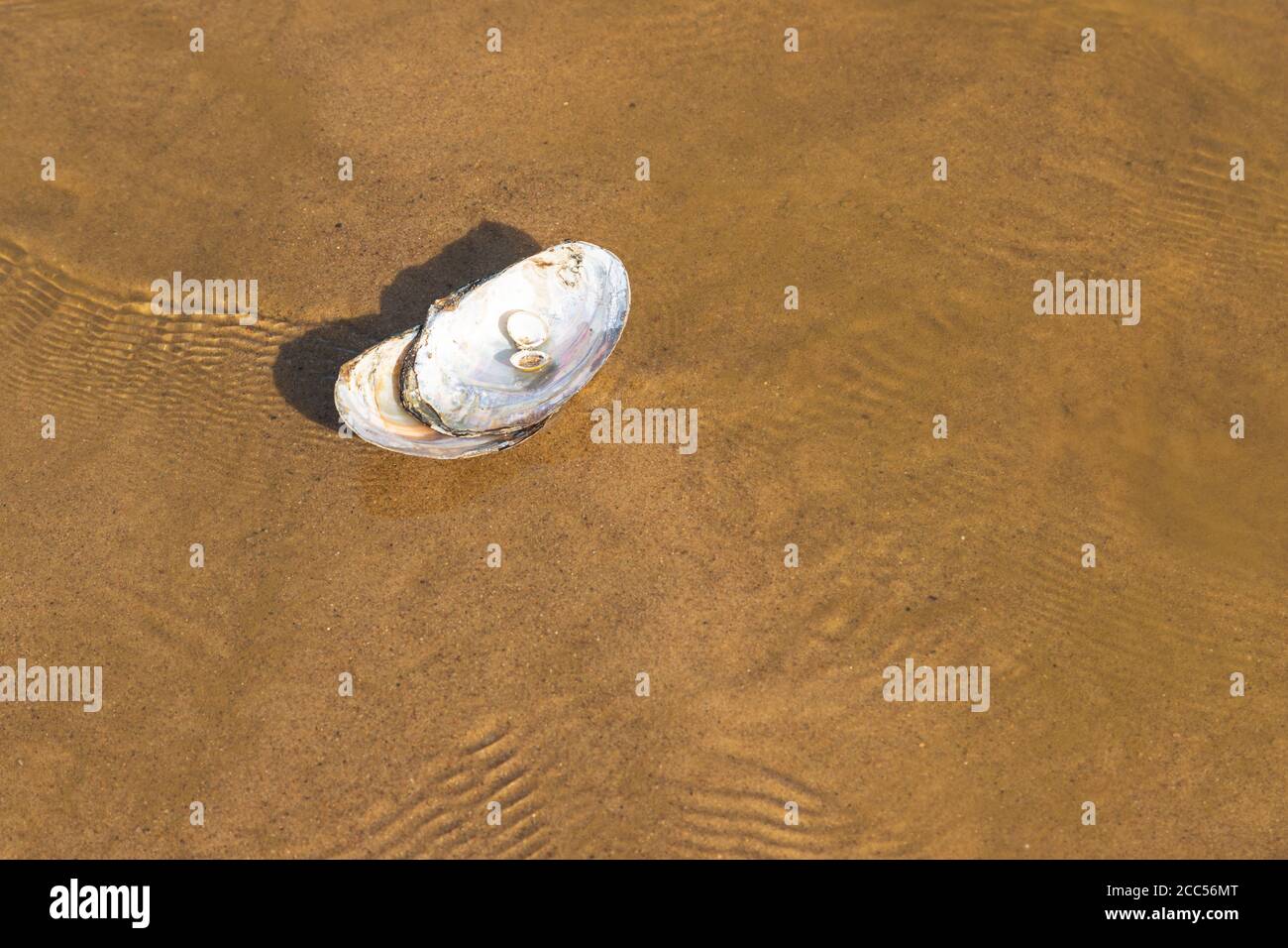 Open Seashell High Resolution Stock Photography and Images - Alamy