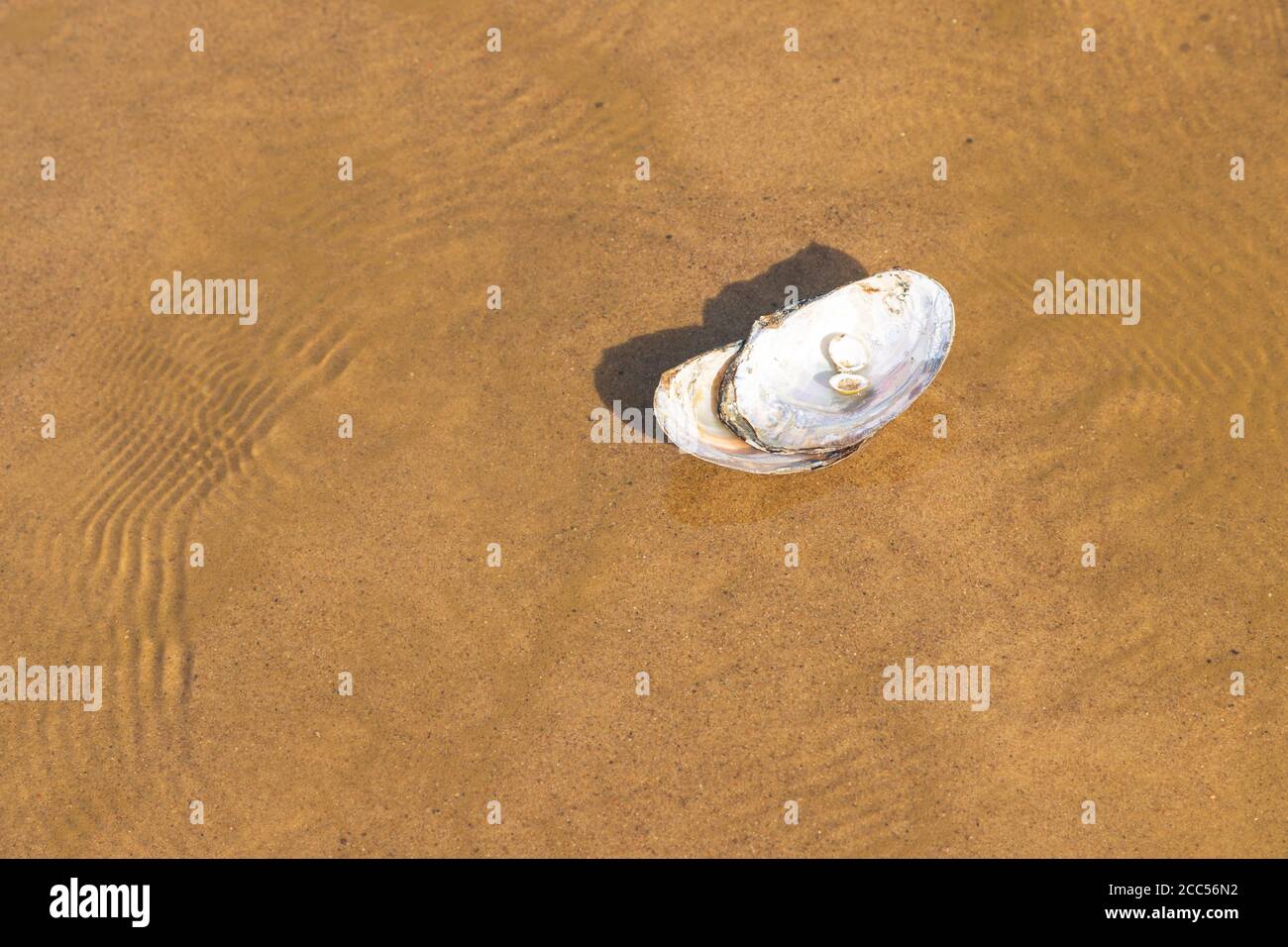 White, open seashell lying on the beach in the water Stock Photo - Alamy