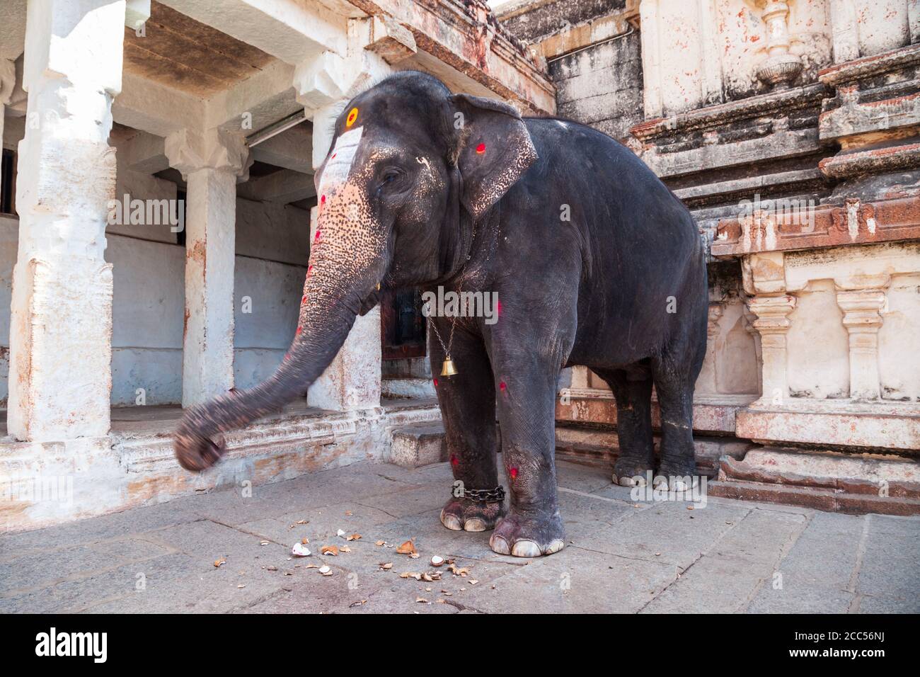 Temple elephant at Hampi, the centre of the Hindu Vijayanagara Empire ...