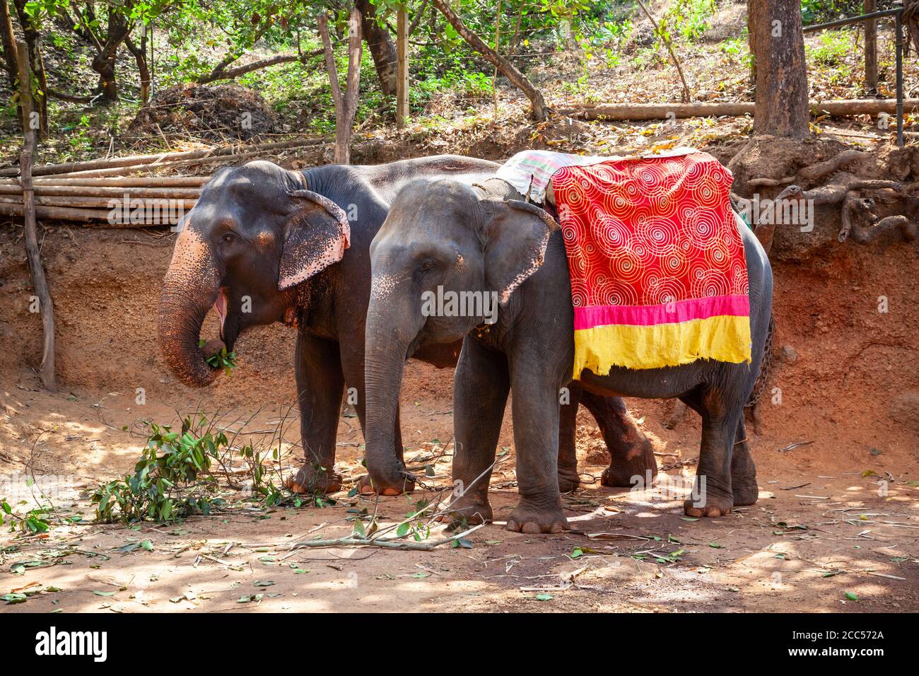 Elephant at the spice farm in Goa in India Stock Photo - Alamy