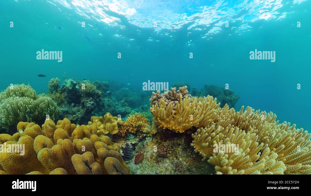 Underwater Scene Coral Reef. Underwater sea fish. Tropical reef marine ...