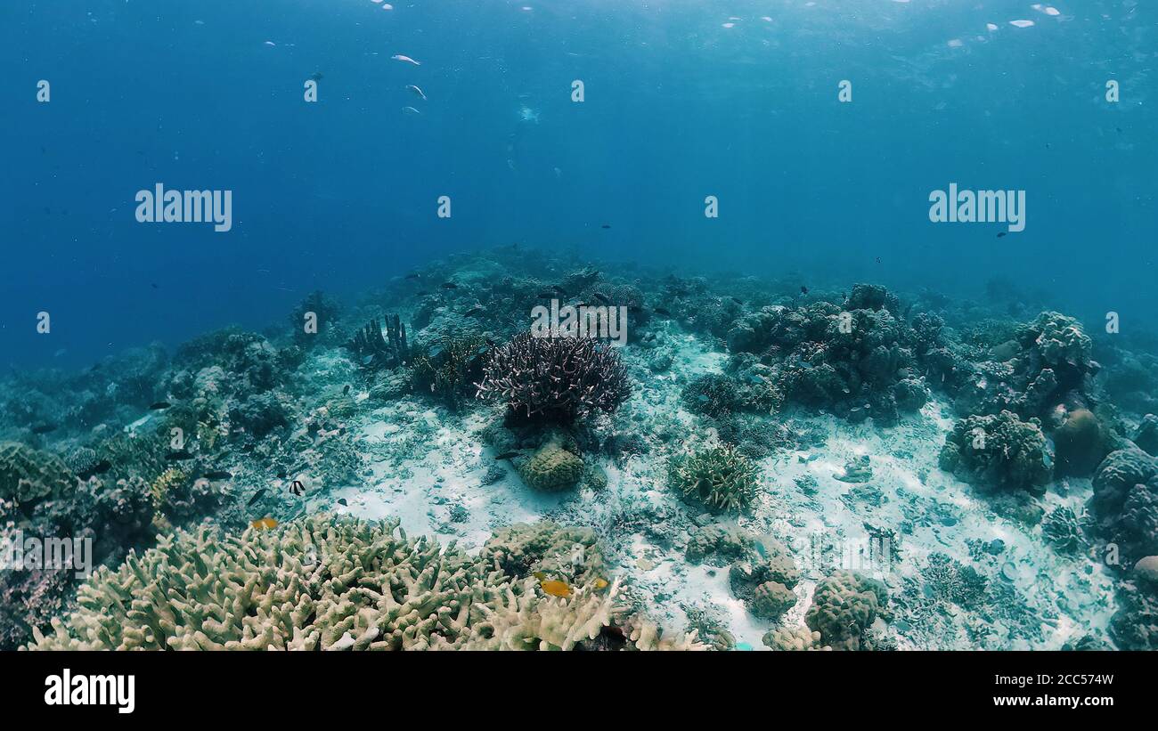Coral reef underwater with fishes and marine life. Coral reef and ...