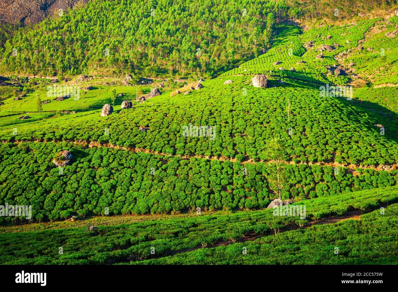 Amazing landscape view of tea plantation nature background Stock Photo ...