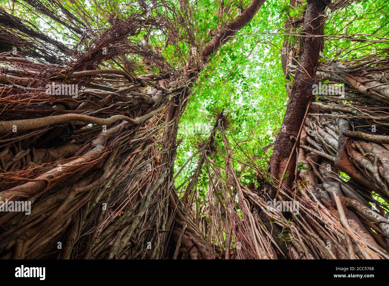 Big banyan or indian ficus tree in Goa in India Stock Photo - Alamy