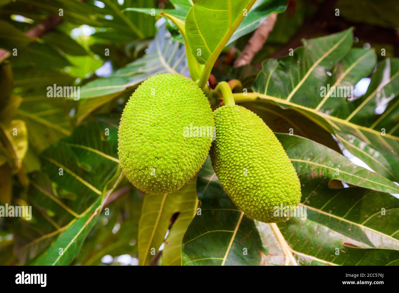 Breadfruit tree hi-res stock photography and images - Alamy
